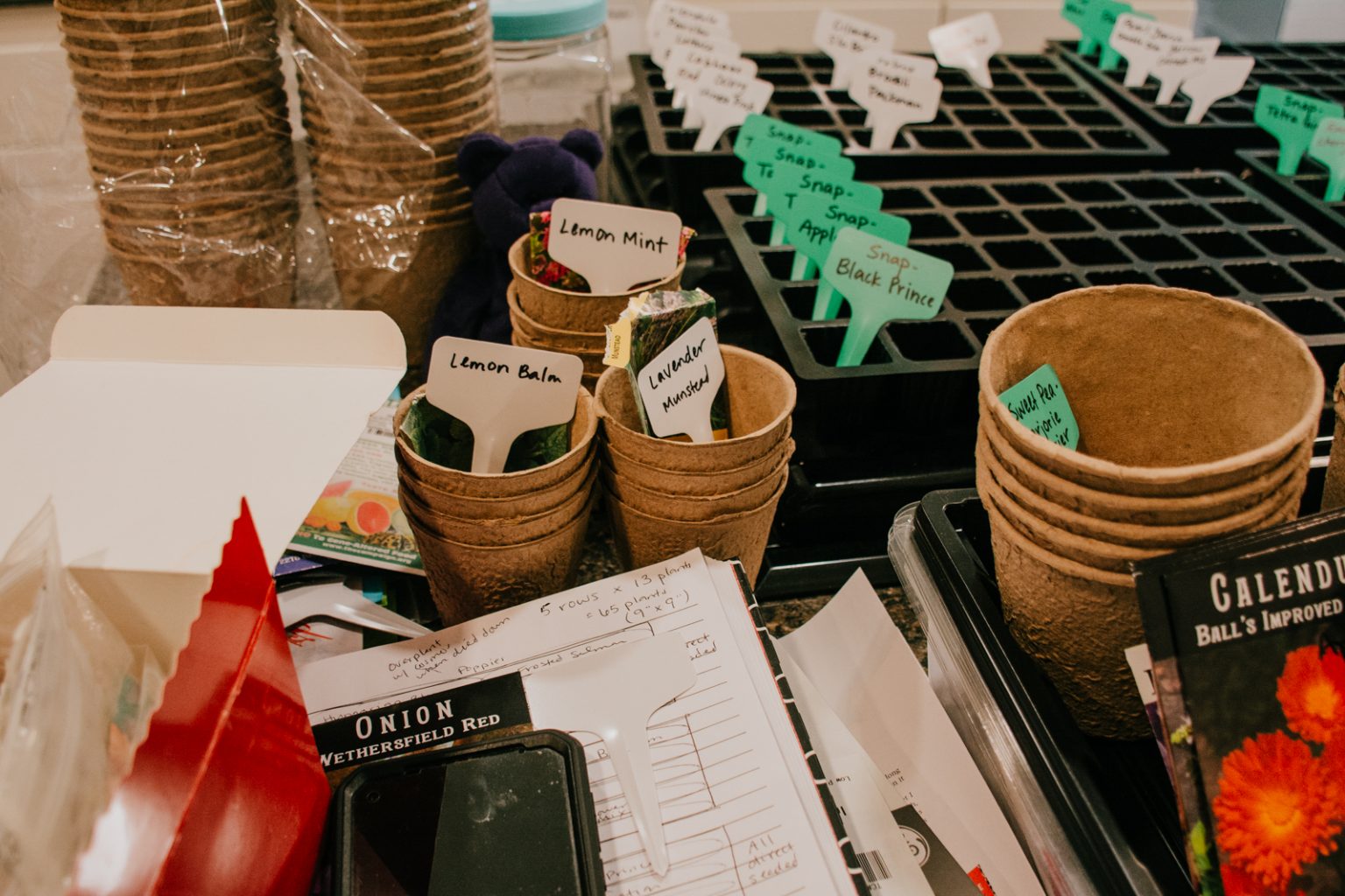 How to Start a Small Backyard Flower Farm (from scratch!) for around ...