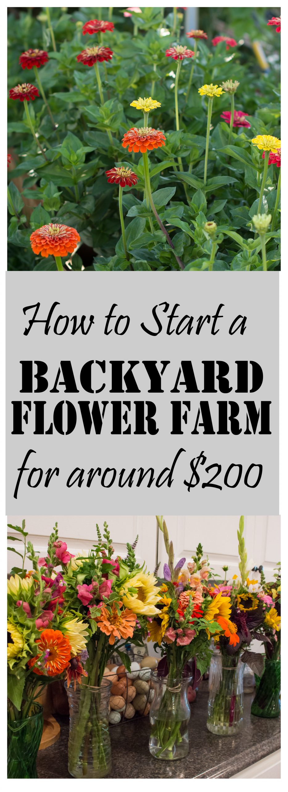 How to Start a Small Backyard Flower Farm (from scratch!) for around ...