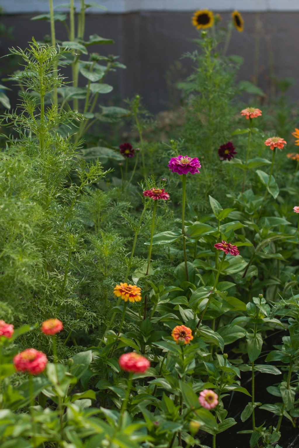 How To Start A Small Flower Farm Part I Business Plan Site 