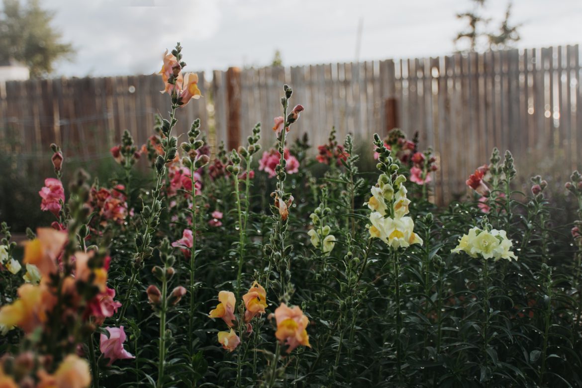 How To Start A Small Flower Farm Part I Business Plan Site how-to-start-a-small-flower-farm-part-i-business-plan-site