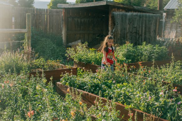 How to Start a Small Flower Farm [Part II]: Choosing Seeds + Planning ...