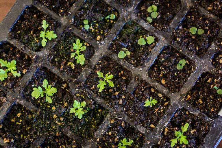 How to Do a Basic Seed-Starting Setup - I Dream of Acres