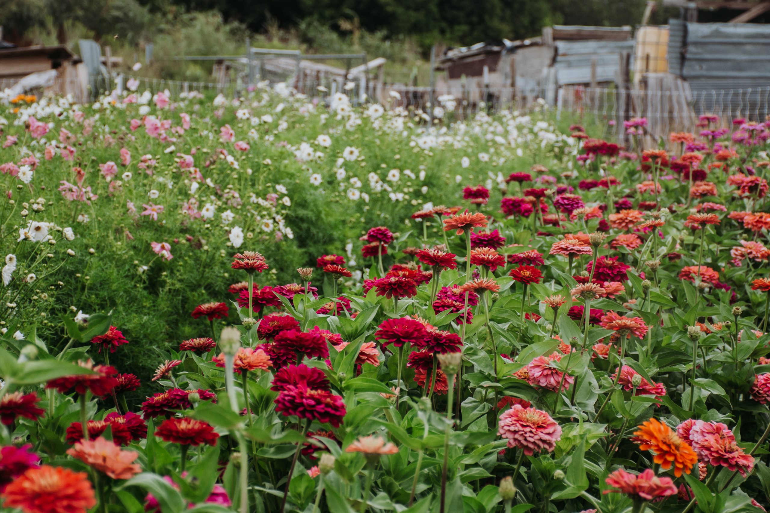 10 Mistakes Beginner Flower Farmers Make - I Dream of Acres